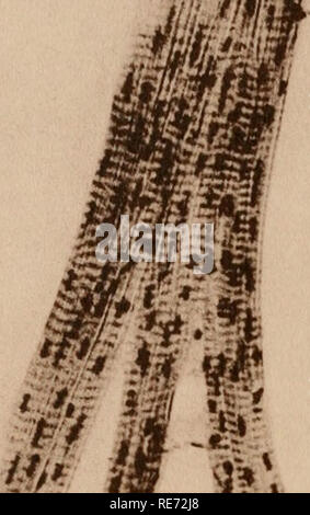 . Coxal glands of the arachnids. Arachnida -- Anatomy. J. B. Obernetter ...