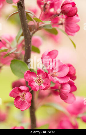 Ornamental apple tree (Malus 'Indian Magic', Malus Indian Magic ...