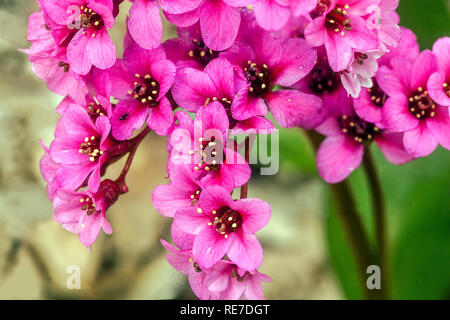 Pink Bergenia flowering plant detail Stock Photo - Alamy