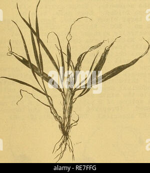 Gout fly Chlorops pumilionis larva in damaged wheat stem Stock Photo ...