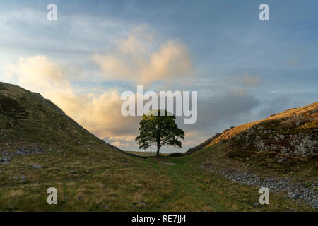 Lone tree at Sycamore Gap near Steel Rigg on Hadrian's Wall an ancient ...