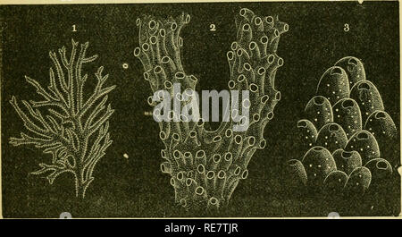 . Corals and coral islands. Coral reefs and islands; Corals. HYDROIDS ...