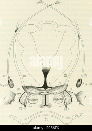 Cyclopia human Stock Photo - Alamy