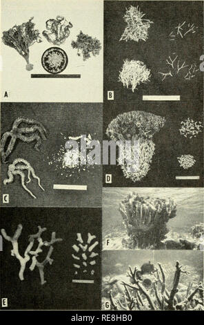 Red alga, Amphiroa sp Stock Photo - Alamy