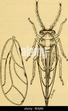 Mediterranean fig psyllid (Homotoma ficus), Insecta, Weissenbühl, Bern ...