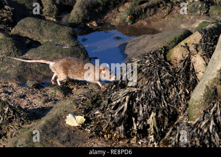 Douro River Rats: well adjusted, ie, good swimmers, fast and well ...