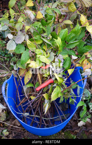 Cutting back Autumn fruiting raspberries Stock Photo - Alamy