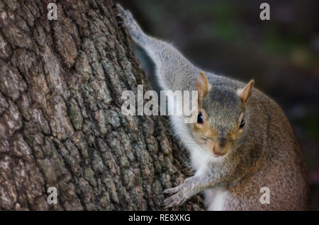 A cute fat Gray Squirrel Stock Photo - Alamy