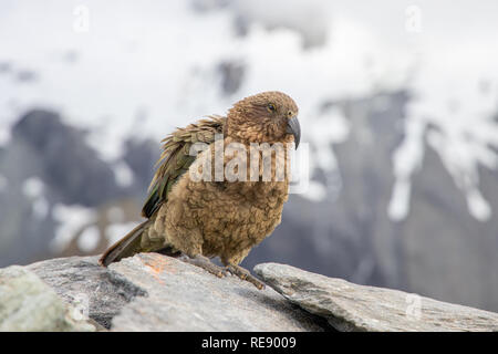 New Zealand Mountain parrot (close up) kea Stock Photo - Alamy