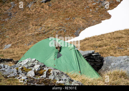 Cheeky Kea (Nestor notabilis) inspecting a hikers tent in New Zealand ...