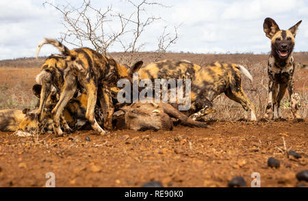 image of a herd of African wild dogs eating a freshly hunted warthog ...