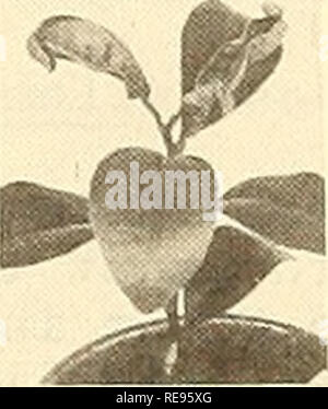 Citrus bud mite (Aceria sheldoni) damage 'Hand of Buddha' distortion to ...