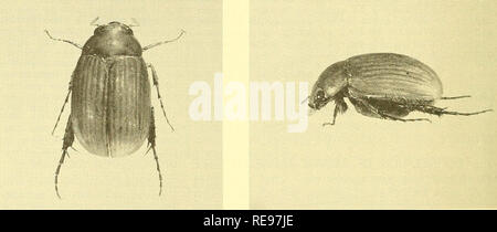 May Beetles (Phyllophaga Stock Photo - Alamy