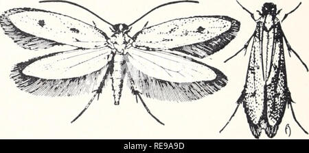 Clothes moth Tineola biselliella adult moth on fabric Stock Photo - Alamy