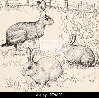 Damage to crops by rabbits Stock Photo - Alamy