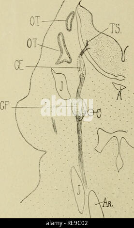 . A contribution to the morphology of the Medulla oblongata of the ...