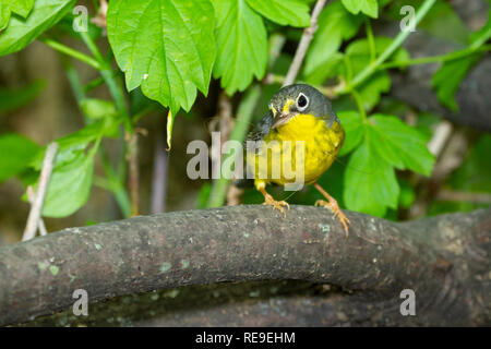 Canada Warbler (Cardellina canadensis), female, breeding plumage Stock ...
