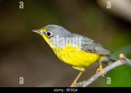 Canada Warbler (Cardellina canadensis), female, breeding plumage Stock ...