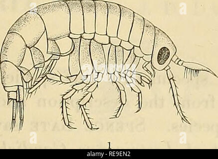 . Contributions to a monograph of the Amphipoda Hyperiidea. Hyperiidea ...