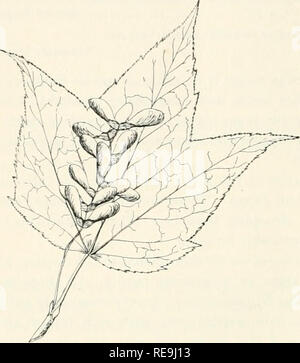 Dogwood is one of the most common plants in Australia. This is Shiny ...