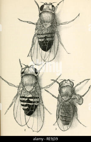 Alfred Henry Sturtevant (1891-1970), US geneticist. Sturtevant worked ...