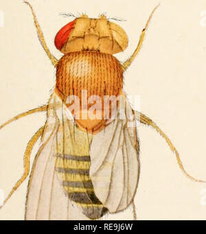 Alfred Henry Sturtevant (1891-1970), US geneticist. Sturtevant worked ...