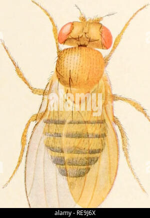 Alfred Henry Sturtevant (1891-1970), US geneticist. Sturtevant worked ...