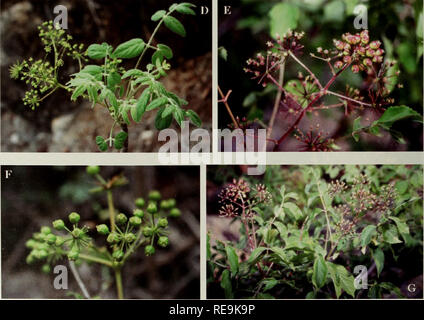 A. humilis Cav. 1 Stock Photo - Alamy