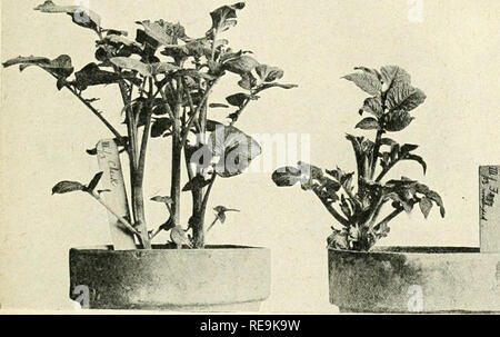 Dry rot (fusarium) on potato tubers Stock Photo - Alamy
