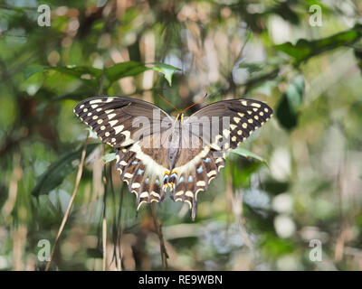 Palamedes swallowtail, laurel swallowtail butterfly - Papilio palamedes ...