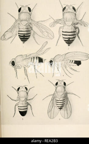 Alfred Henry Sturtevant (1891-1970), US geneticist. Sturtevant worked ...