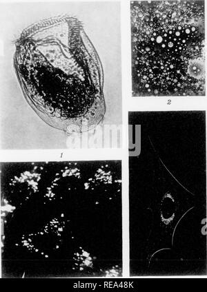 Plate 16 from Volume III of Zoological Illustrations features detailed ...