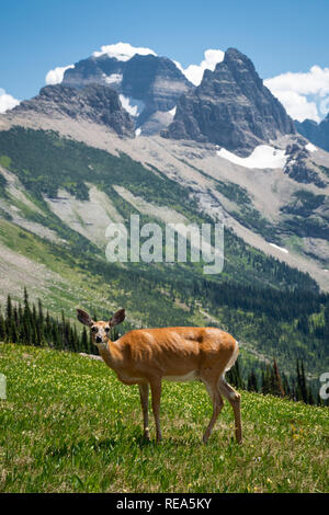 Mule Deer grazing in a meadow Stock Photo - Alamy