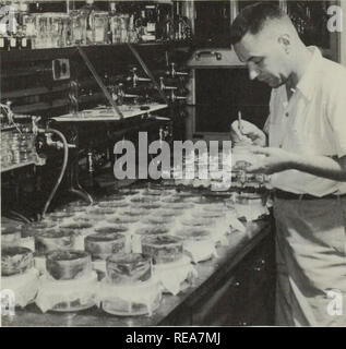 . Continuous mass rearing of the European corn borer in the laboratory ...