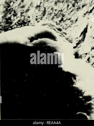 . Conodont ultrastructure : the family Panderodontidae. Conodonts ...