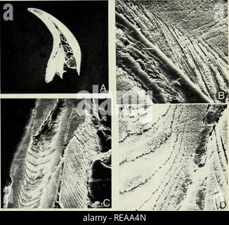 . Conodont ultrastructure : the family Panderodontidae. Conodonts ...