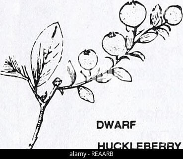 dwarf huckleberry (Gaylussacia dumosa Stock Photo - Alamy