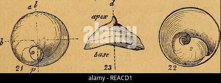Plate 18 from the 'Conchological Manual' features detailed ...