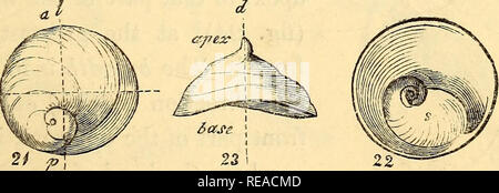 Plate 18 from the 'Conchological Manual' features detailed ...