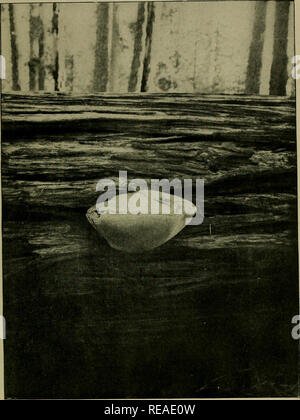 . The dry-rot of incense cedar. Dry-rot; Cedar. An Old Shot-Hole Cup ...