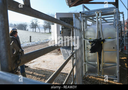 Witzenhausen, Germany. 21st Jan, 2019. A cow is in the drive trap of ...