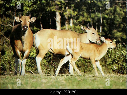The banteng is a species of wild cattle found in Southeast Asia Stock ...