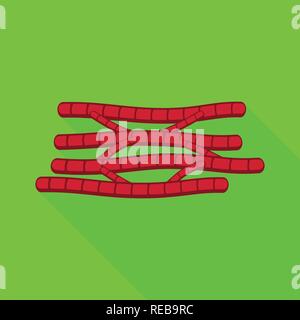 Structure of Cardiac muscle fibers. anatomy of cardiomyocyte ...