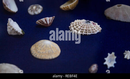 A photo of a selection of seashells on blue background. Scientific ...