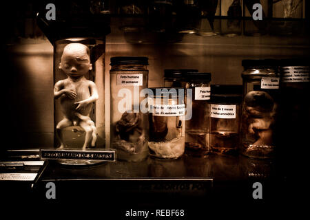 Scientific exhibition of the developmental stages of human embryo ...