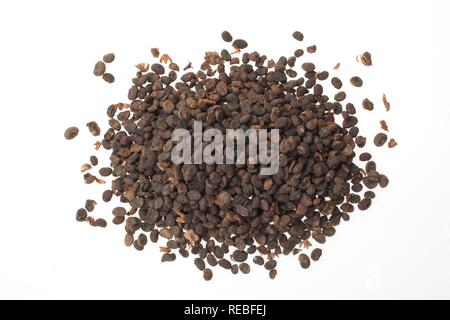 Medicinal plant seeds, Babchi, Bawchsee seed plant, Black Dot, Malaya ...