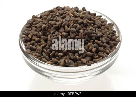 Seeds of the medicinal plant chinese mallow, cluster mallow, curly ...