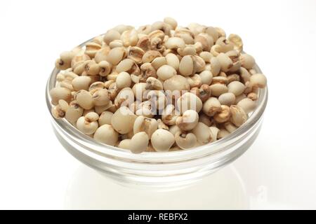 Adlay Millet plant / Jobs Tears ( Coix lacryma-jobi) is a plant used in ...
