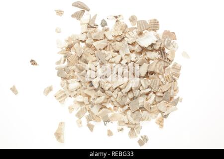 Chinese medicine, Arca clamshells (Arca concha granosa), Wa Leng Zi ...