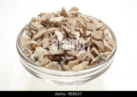 Chinese medicine, Arca clamshells (Arca concha granosa), Wa Leng Zi ...